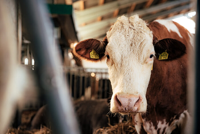 Voll unser Ding | Die Mission von Volle Kanne